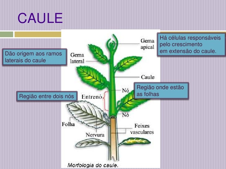 Morfologia das angiospermas