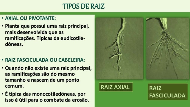 Morfologia das angiospermas