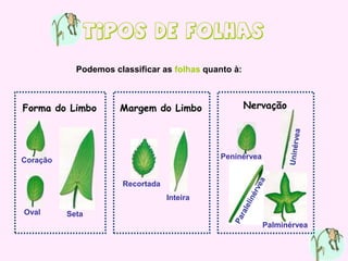 Morfologia das plantas com flor | PPTX