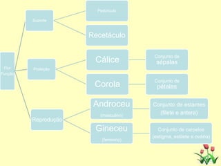 Morfologia das plantas com flor | PPTX
