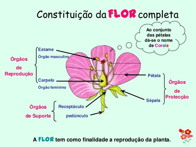 Morfologia das plantas com flor