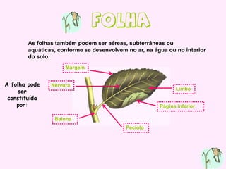Morfologia das plantas com flor | PPTX