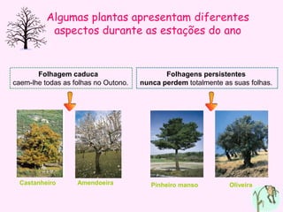Morfologia das plantas com flor | PPT