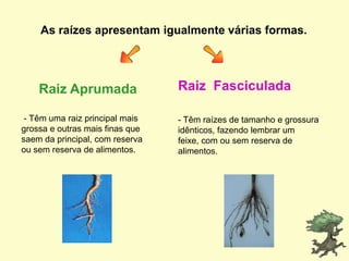 Morfologia das plantas com flor | PPT