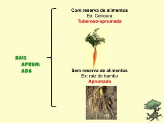 Morfologia das plantas com flor | PPT