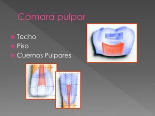 Morfologia de cavidades_pulpares(2) | PDF