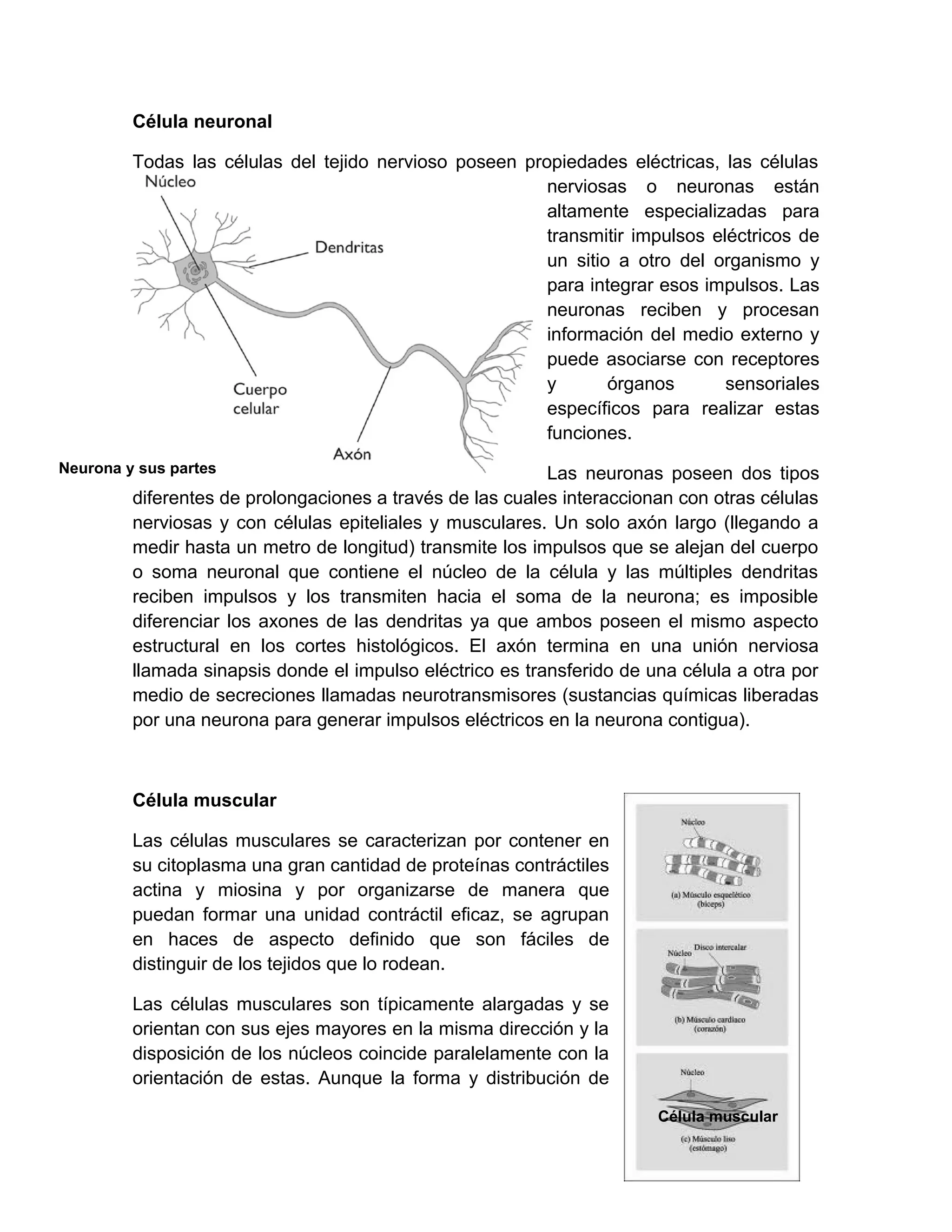 Morfologia de celulas | DOC