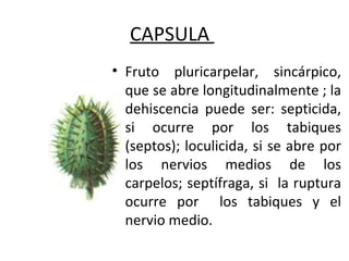 Morfologia De Fruto | PPT