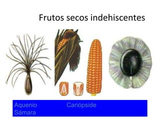 Morfologia De Fruto | PPT