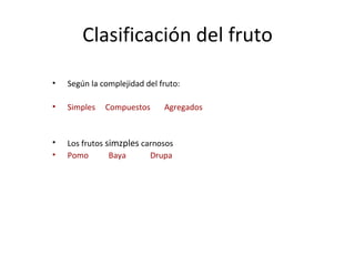 Morfologia De Fruto | PPT