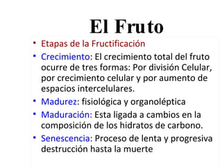 Morfologia De Fruto | PPT