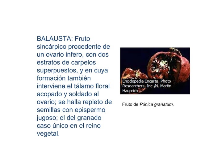 Morfologia De Fruto | PPT