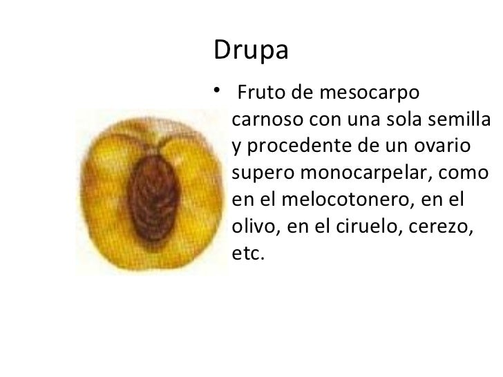 Morfologia De Fruto
