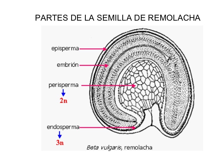 Morfologia De Fruto