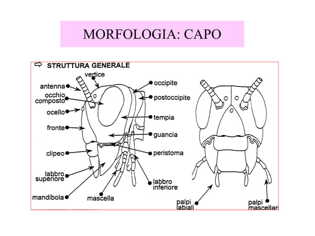 Insetti: morfologia | PPT