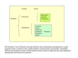 Insetti: morfologia | PPT
