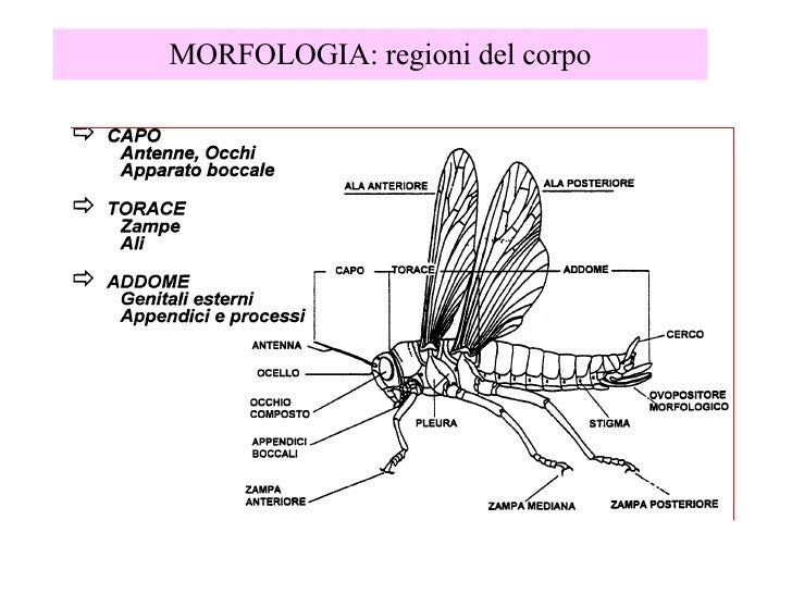 Insetti: morfologia