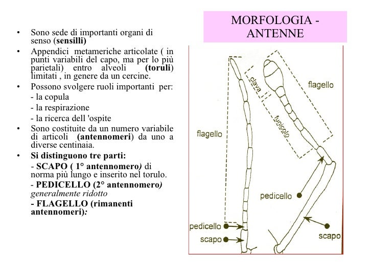 Insetti: morfologia