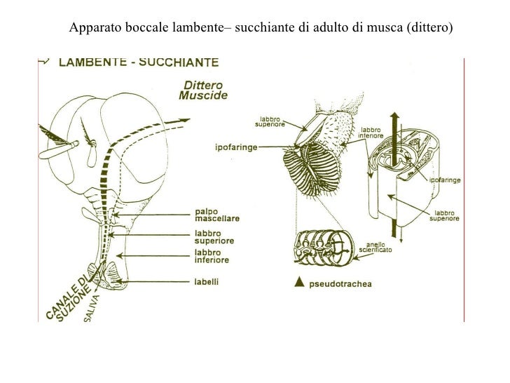 Anatomia degli Insetti: Capo e Apparati Boccali