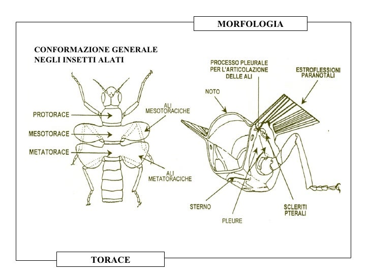 Insetti: morfologia