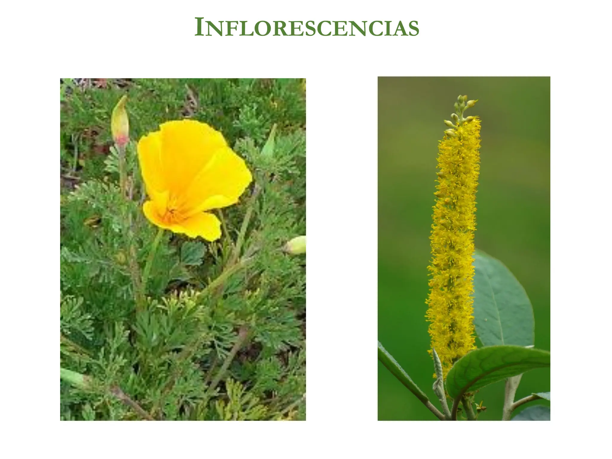 Morfologia de la Inflorescencia.pdfxxxxx | PDF