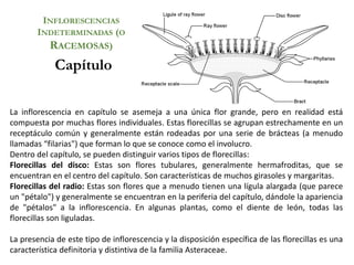 Morfologia de la Inflorescencia.pdfxxxxx | PDF