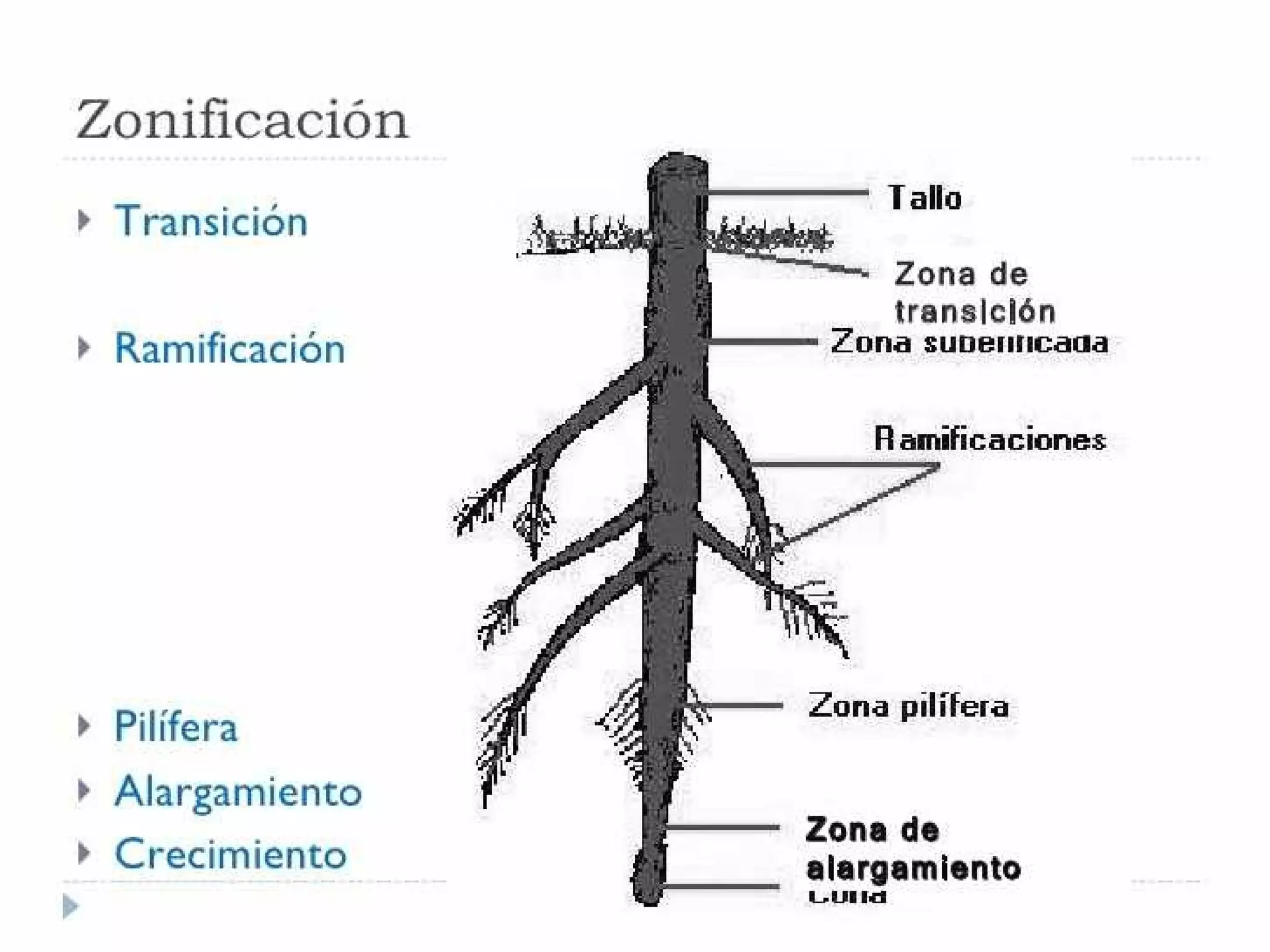 Morfologia de la raiz | PPT