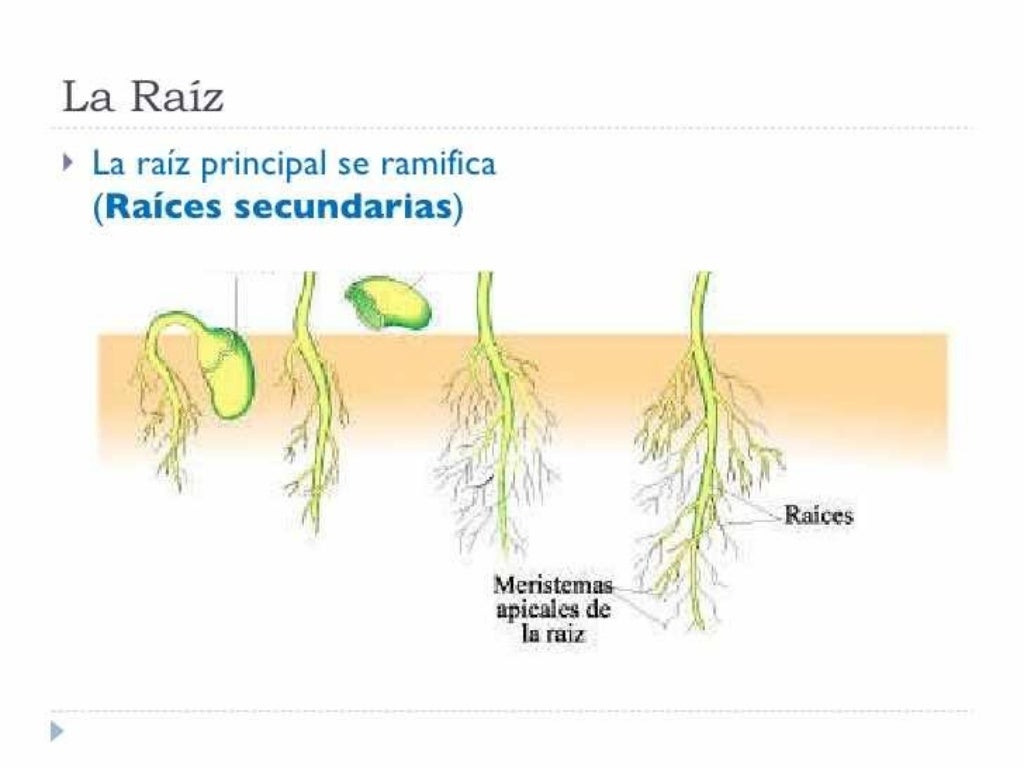 Morfologia de la raiz