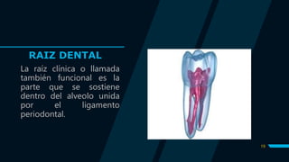 MORFOLOGIA DE LAS PIEZAS DENTALES clase 4.pdf