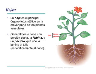 Morfologia de las plantas.pptx