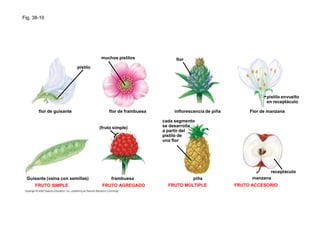 Morfologia de las plantas.pptx