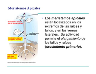 Morfologia de las plantas.pptx