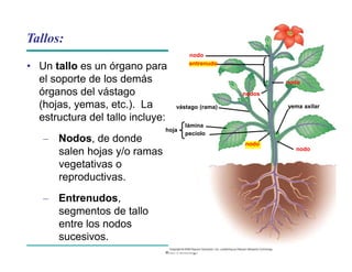 Morfologia de las plantas.pptx