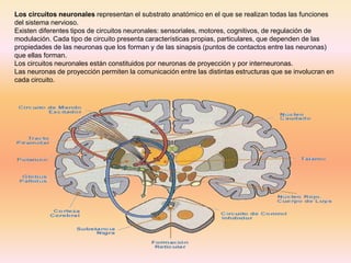 Morfologia del craneo | PPTX