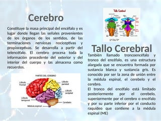 MORFOLOGIA DEL CRANEO UNIVERSIDAD BI.pptx