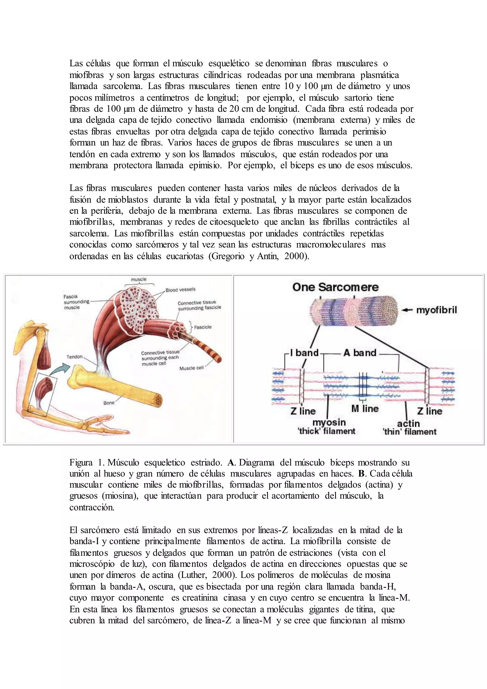 Morfologia del musculo esqueletico | PDF