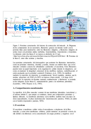 Morfologia del musculo esqueletico | DOCX