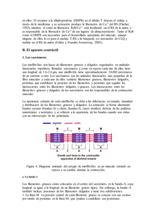 Morfologia del musculo esqueletico | DOCX
