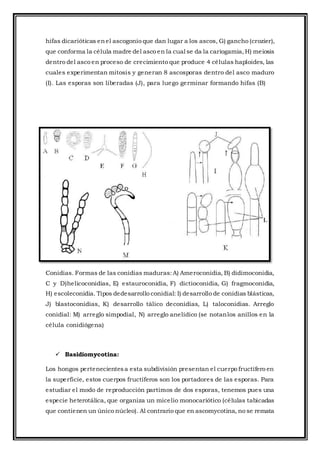Morfologia del reino fungi | DOCX