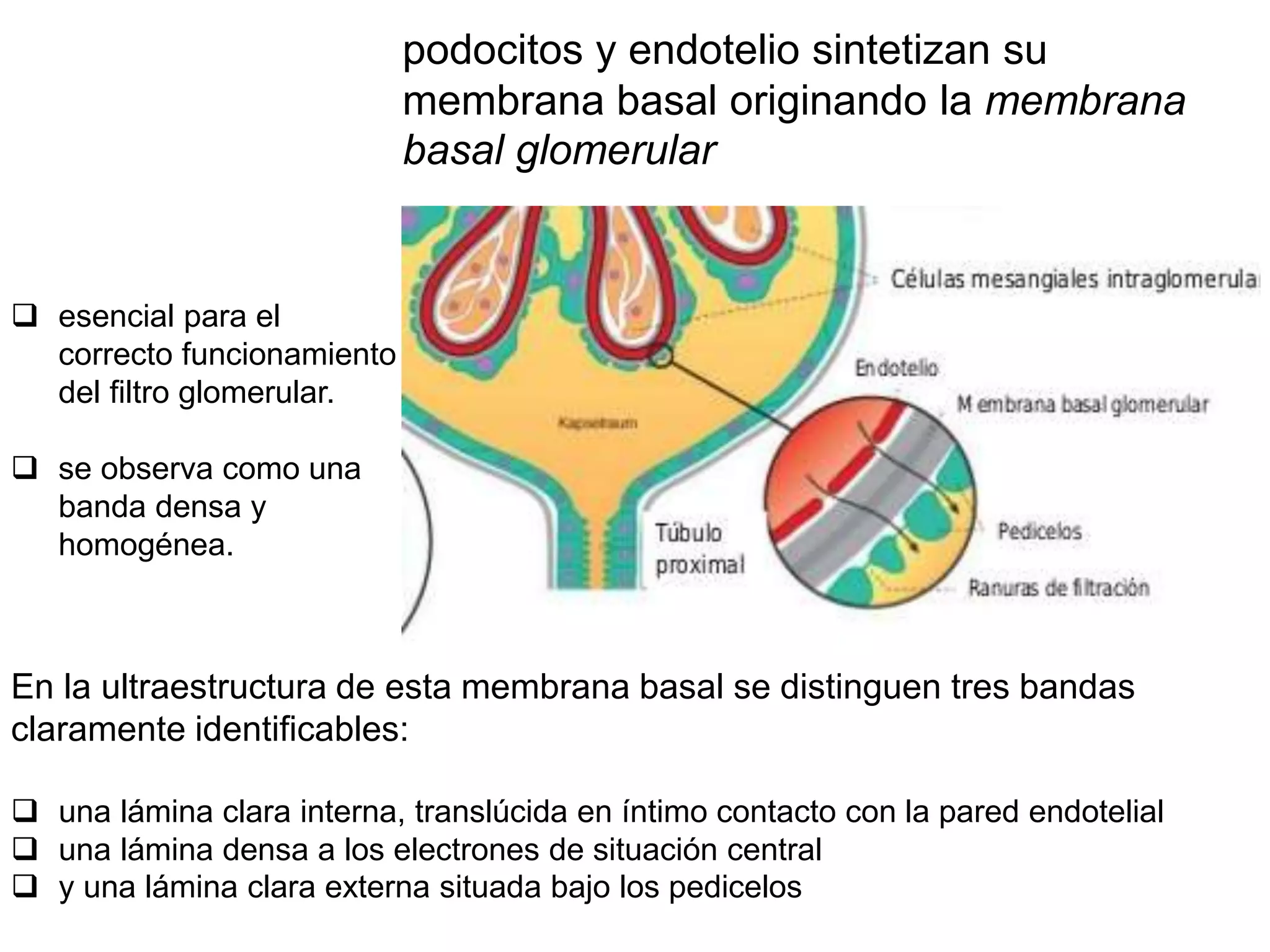 Anatomia e Histologia del Riñom