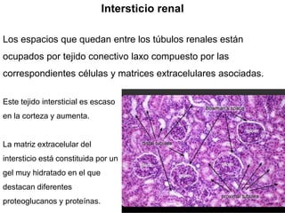 Anatomia e Histologia del Riñom | PPTX
