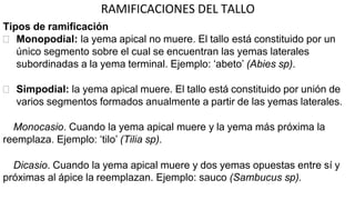MORFOLOGIA DEL TALLO BOTANICAAAAAAA.pptx
