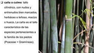 MORFOLOGIA DEL TALLO BOTANICAAAAAAA.pptx