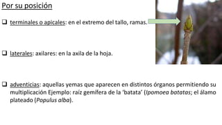 MORFOLOGIA DEL TALLO BOTANICAAAAAAA.pptx