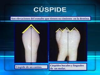 Morfologia dental | PPT