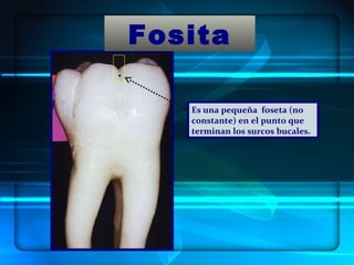 Morfologia dental | PPT