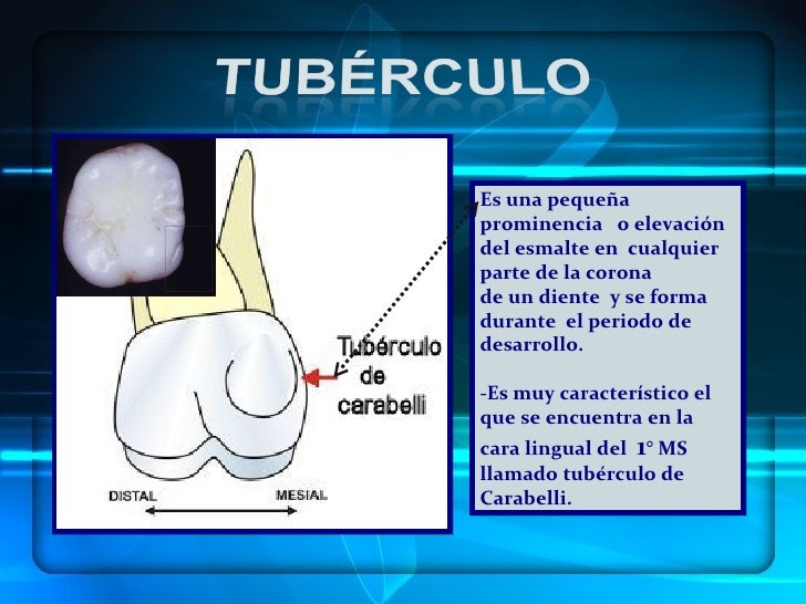Morfologia dental