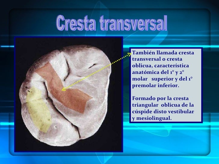 Que Es Morfologia Dental - slingo