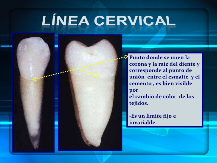 Morfologia dental
