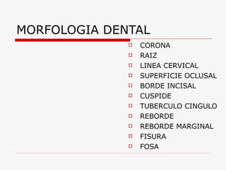 Morfologia dental2 | PPT | Dental Health | Diseases and Conditions